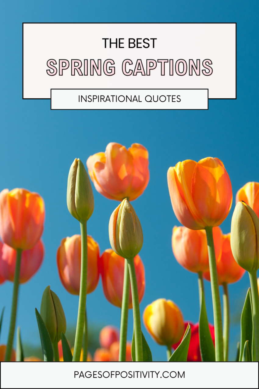 237 Refreshing Yet Cool Spring Captions for Instagram